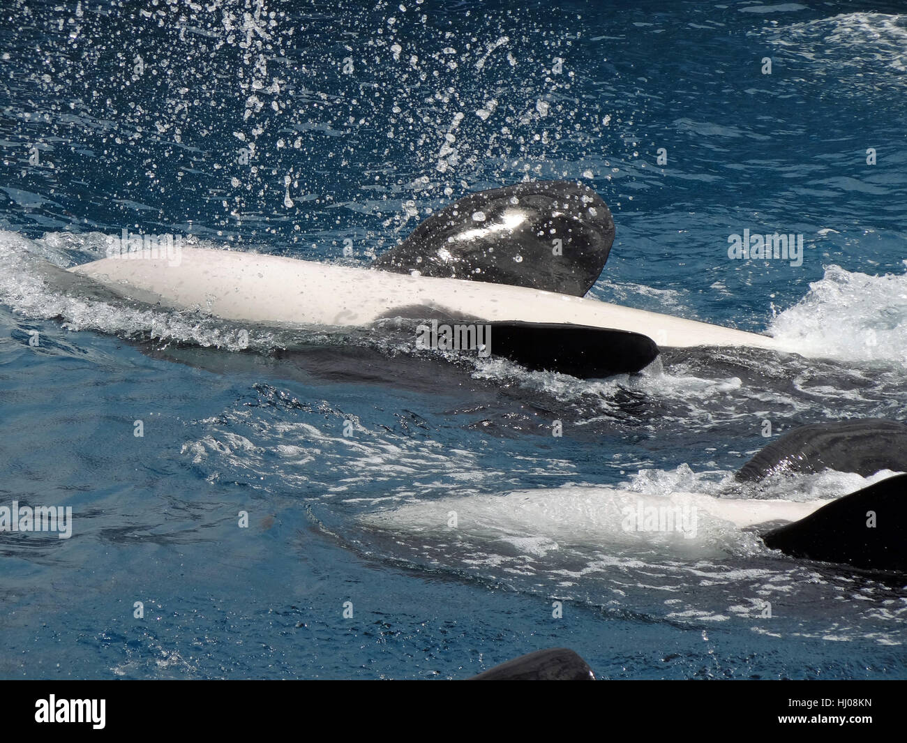 mammal, wildlife, navy, marine, killer, whale, salt water, sea, ocean ...