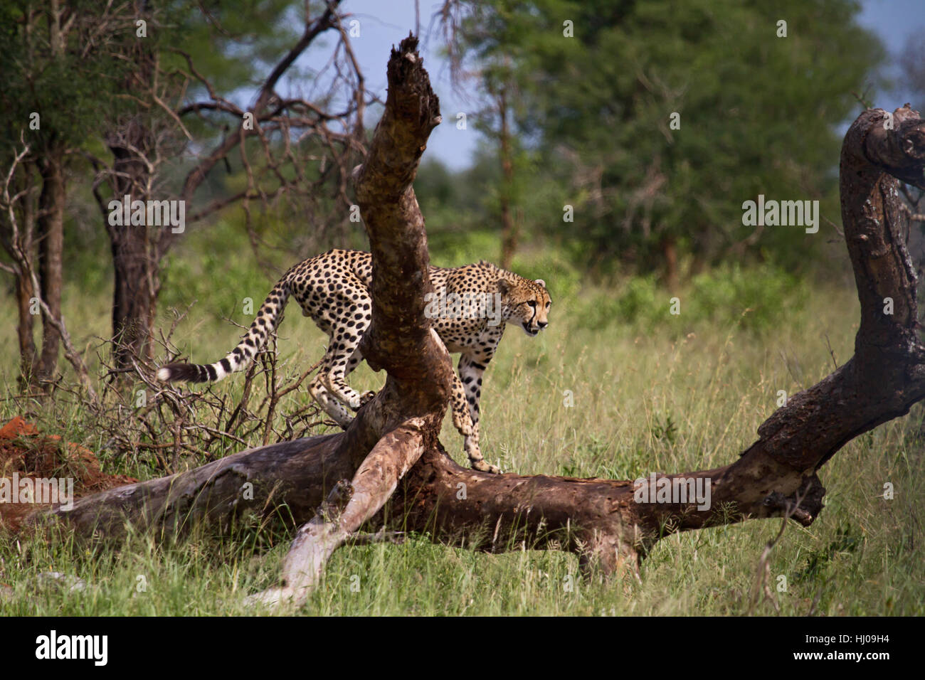 animal, africa, predator, cat, big cat, feline predator, cheetah ...