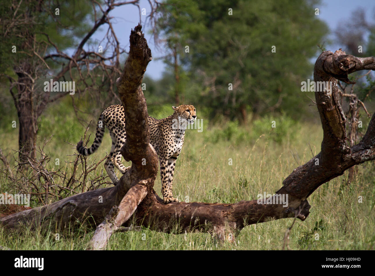 animal, africa, predator, cat, big cat, feline predator, cheetah ...