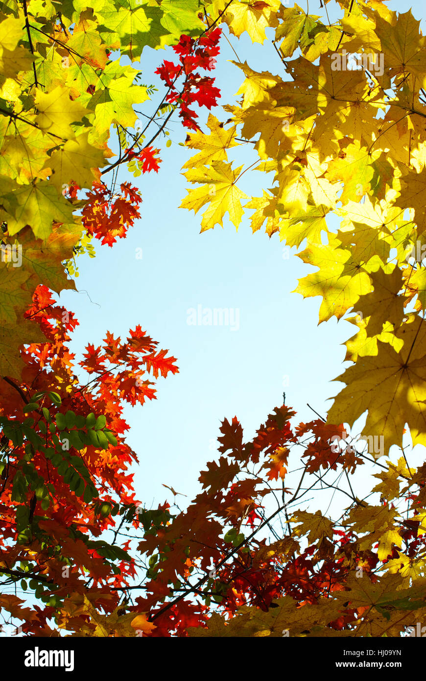 environment, enviroment, tree, leaves, branches, maple, growth, plants ...