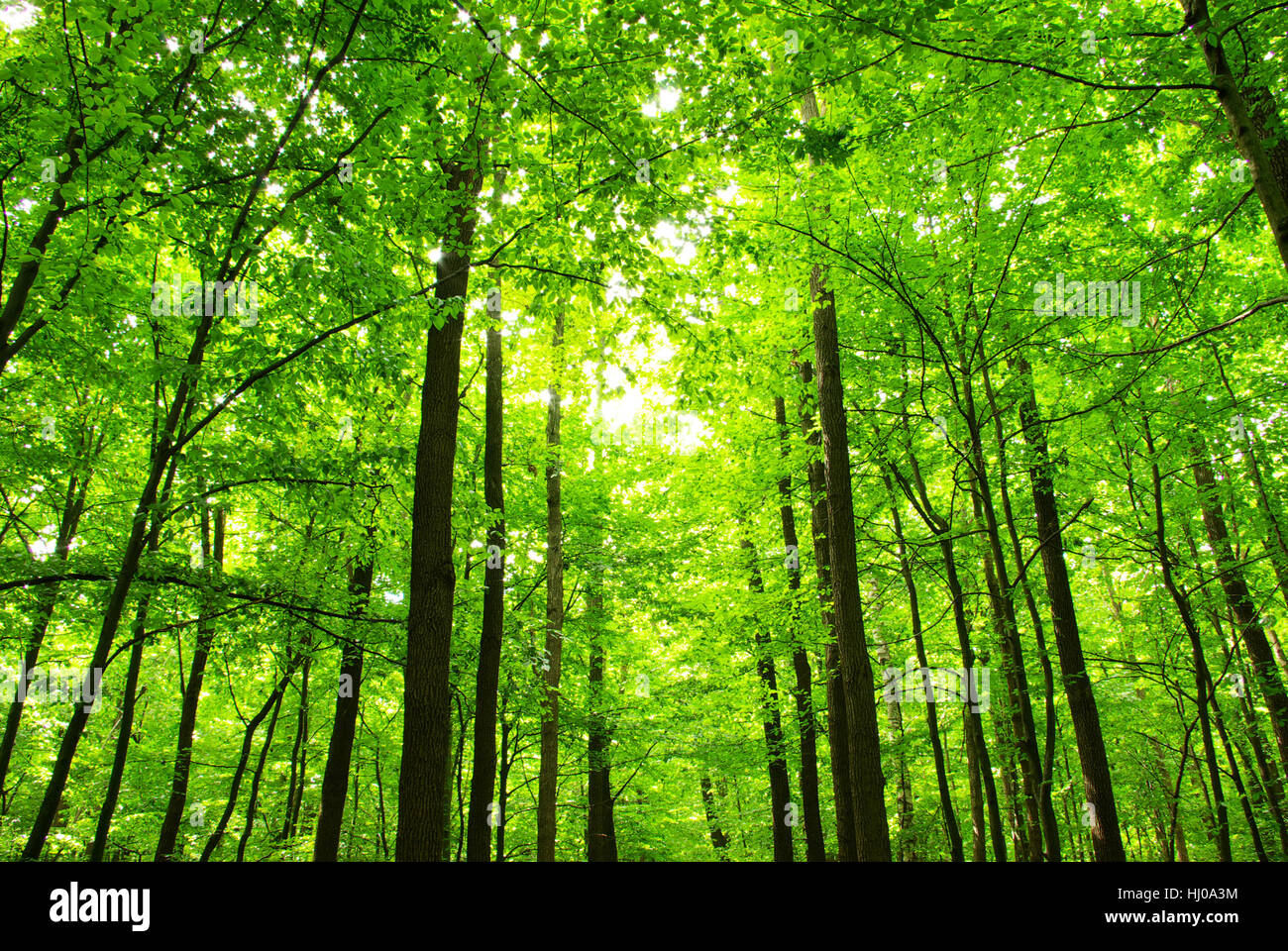 religious, tree, trees, fog, sunbeams, sunlight, woods, spiritual ...
