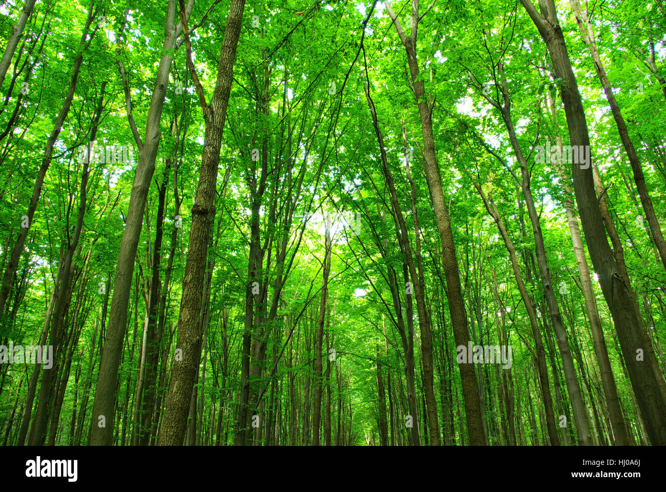beautiful, beauteously, nice, tree, park, heaven, paradise, coloured ...