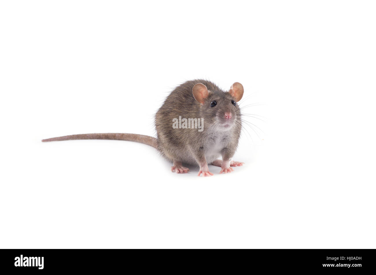 isolated, closeup, animal, mammal, pets, rodent, fur, hairy, shy, nose ...