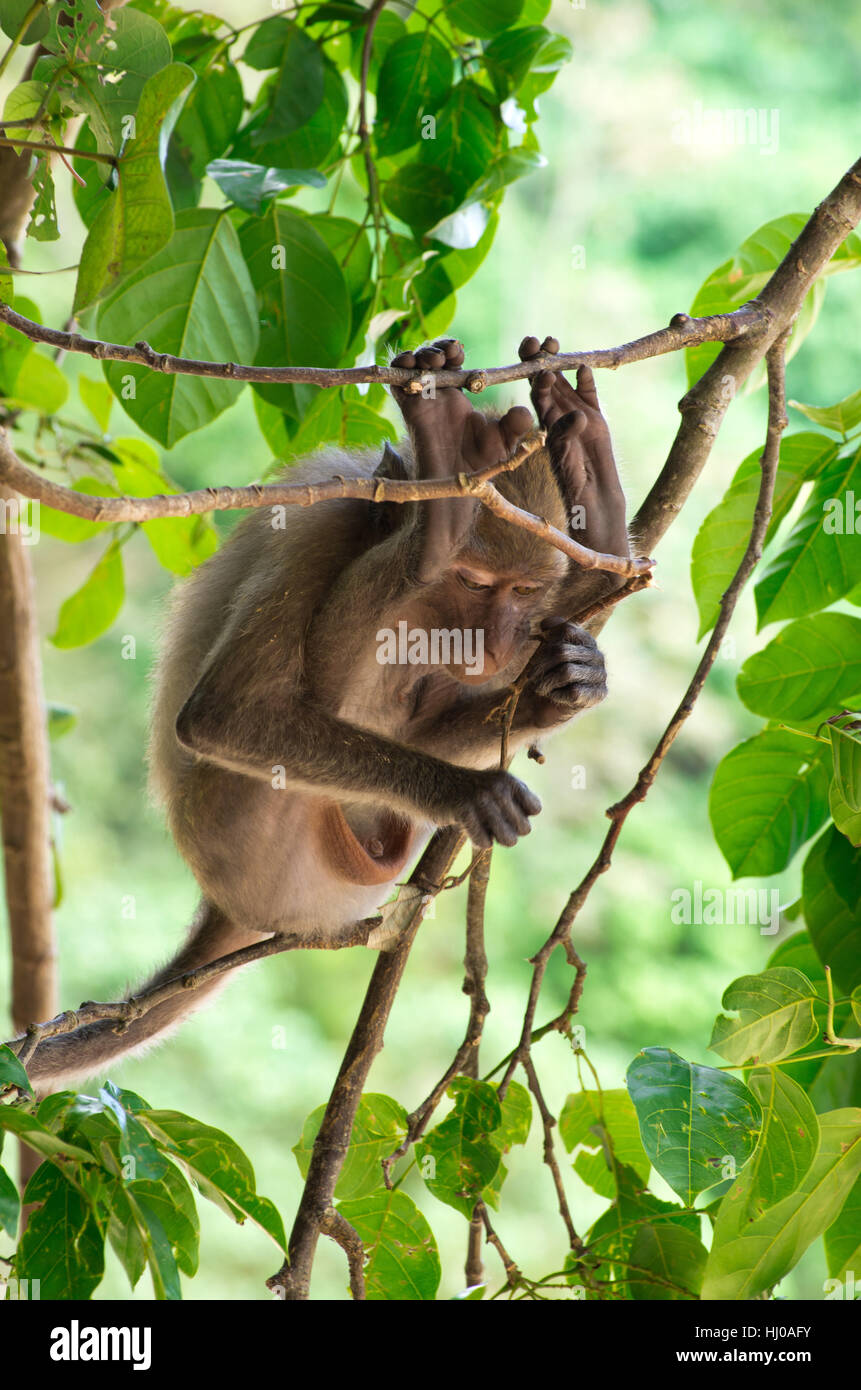 female, animal, face, sad, monkey, indonesia, small, tiny, little ...