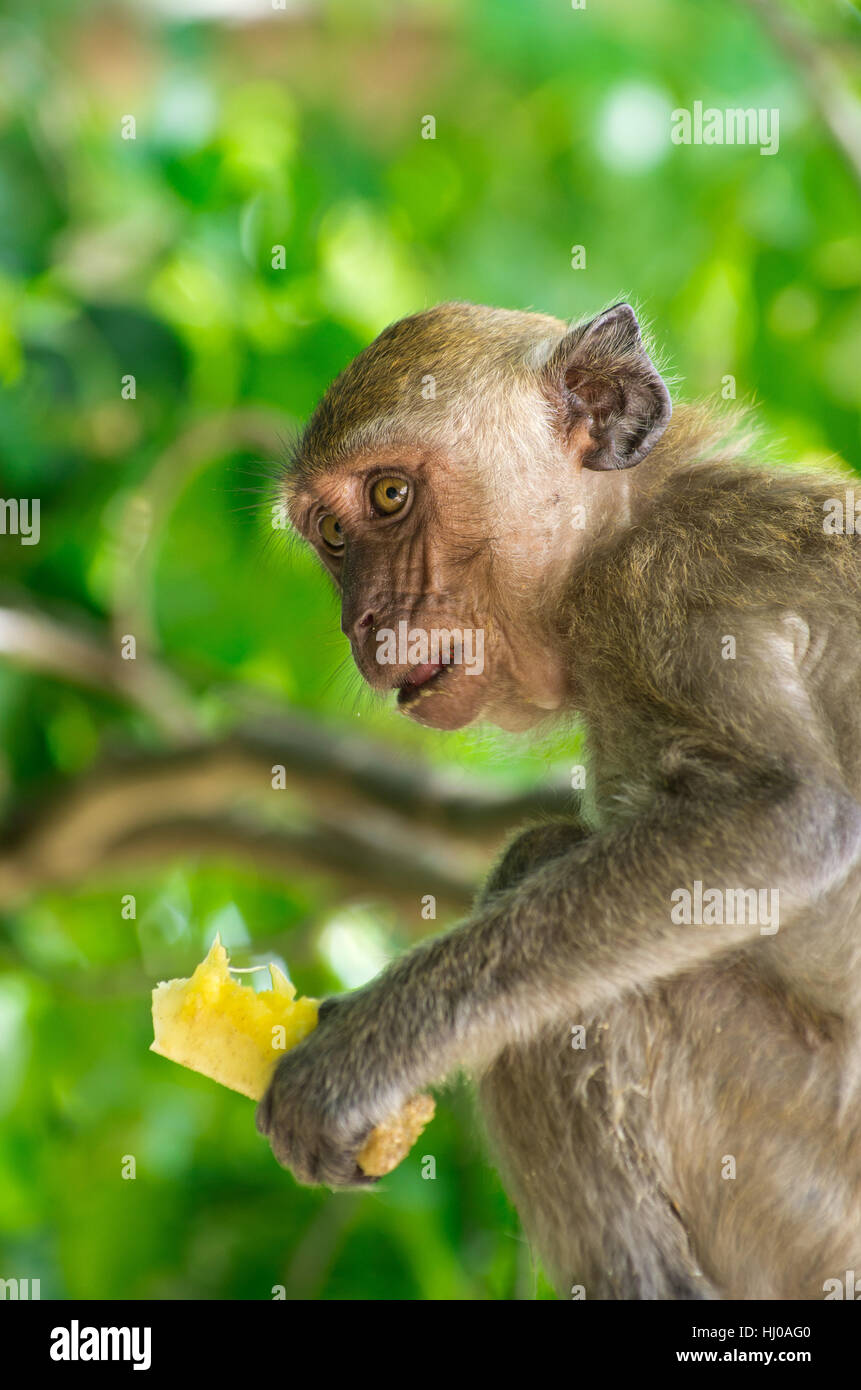 female, animal, face, sad, monkey, indonesia, small, tiny, little ...