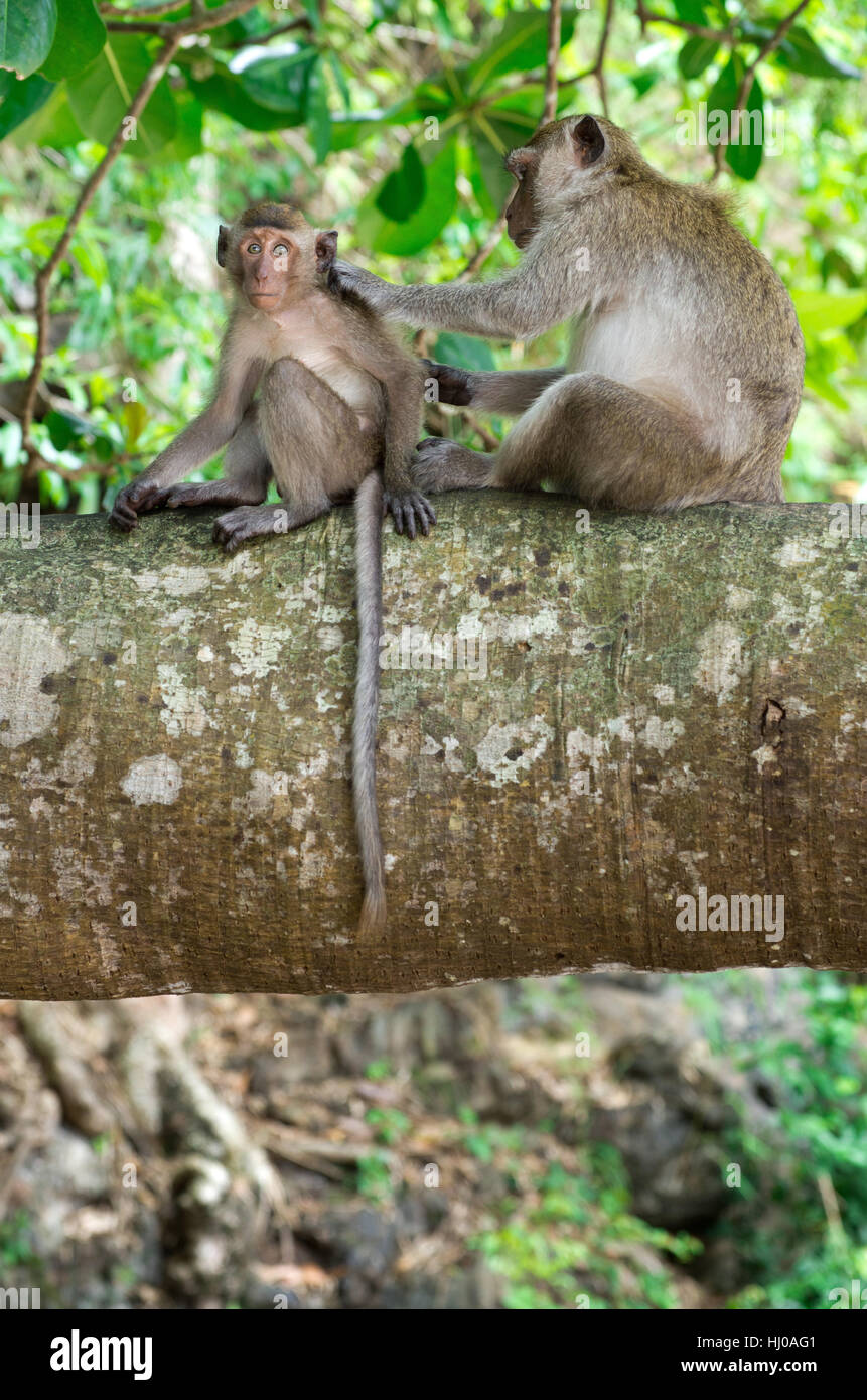 female, animal, face, sad, monkey, indonesia, small, tiny, little ...
