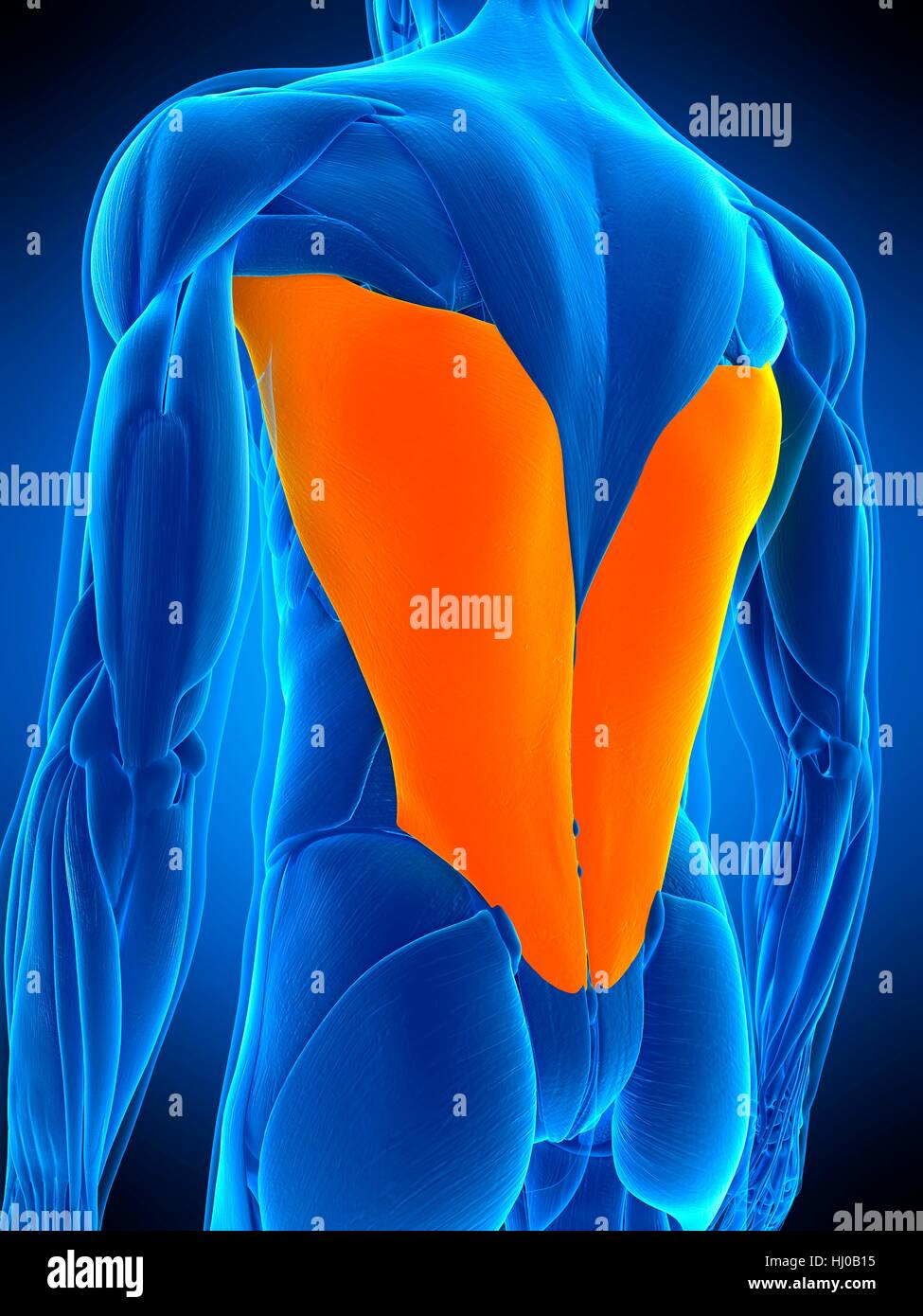 Illustration of the latissimus dorsi muscle Stock Photo - Alamy