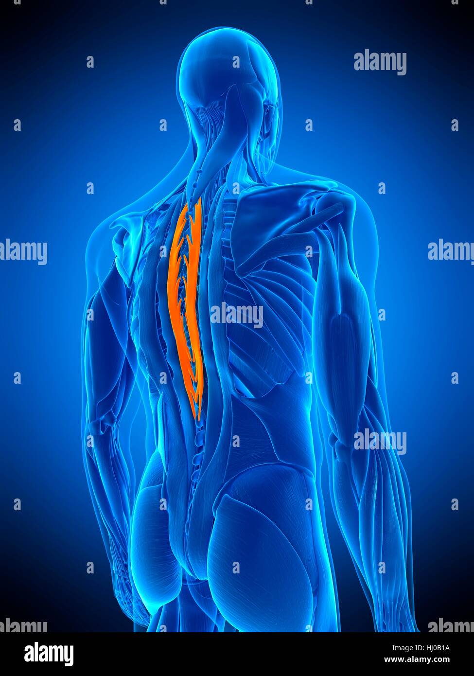 Illustration of the spinalis thoracic muscle Stock Photo - Alamy