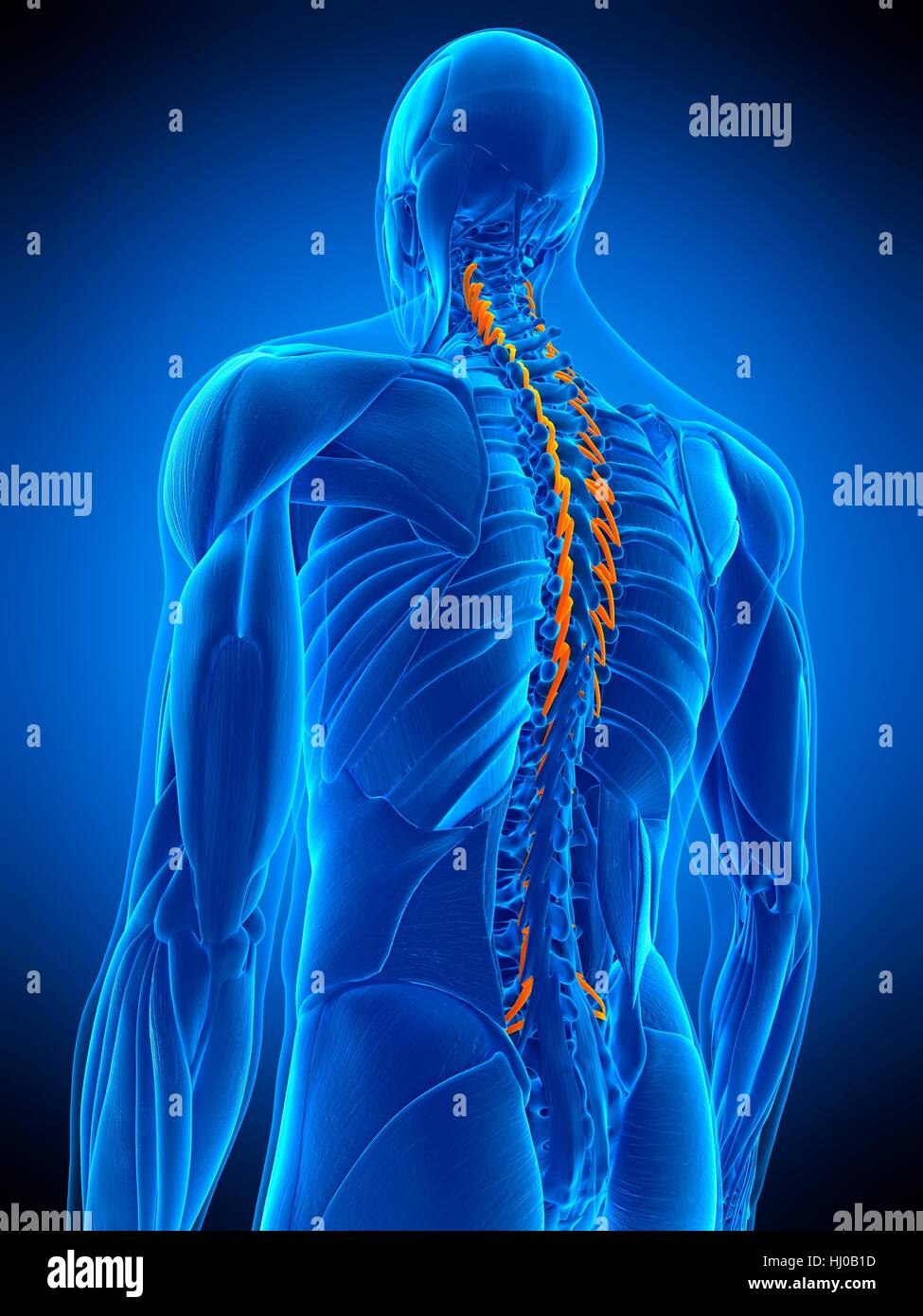 Semispinalis hi-res stock photography and images - Alamy