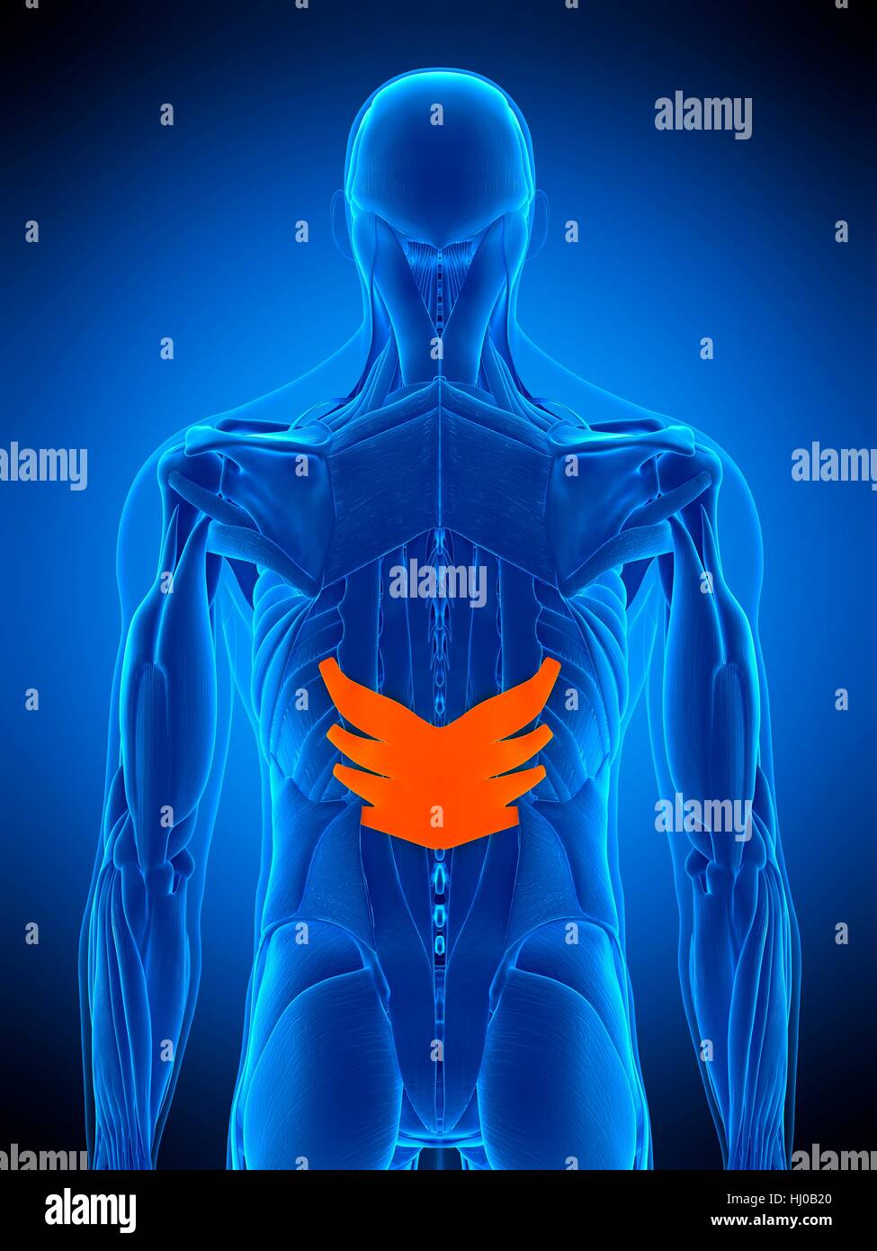 Serratus Posterior Inferior Pain