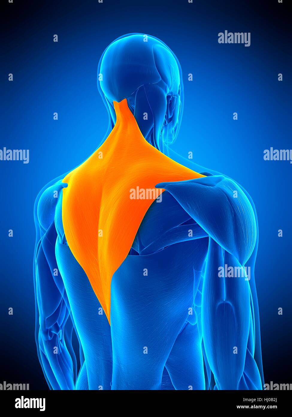 Illustration of the trapezius muscle Stock Photo - Alamy