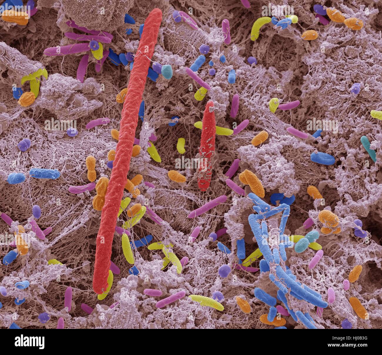 Oral bacteria. Coloured scanning electron micrograph (SEM) of mixed ...