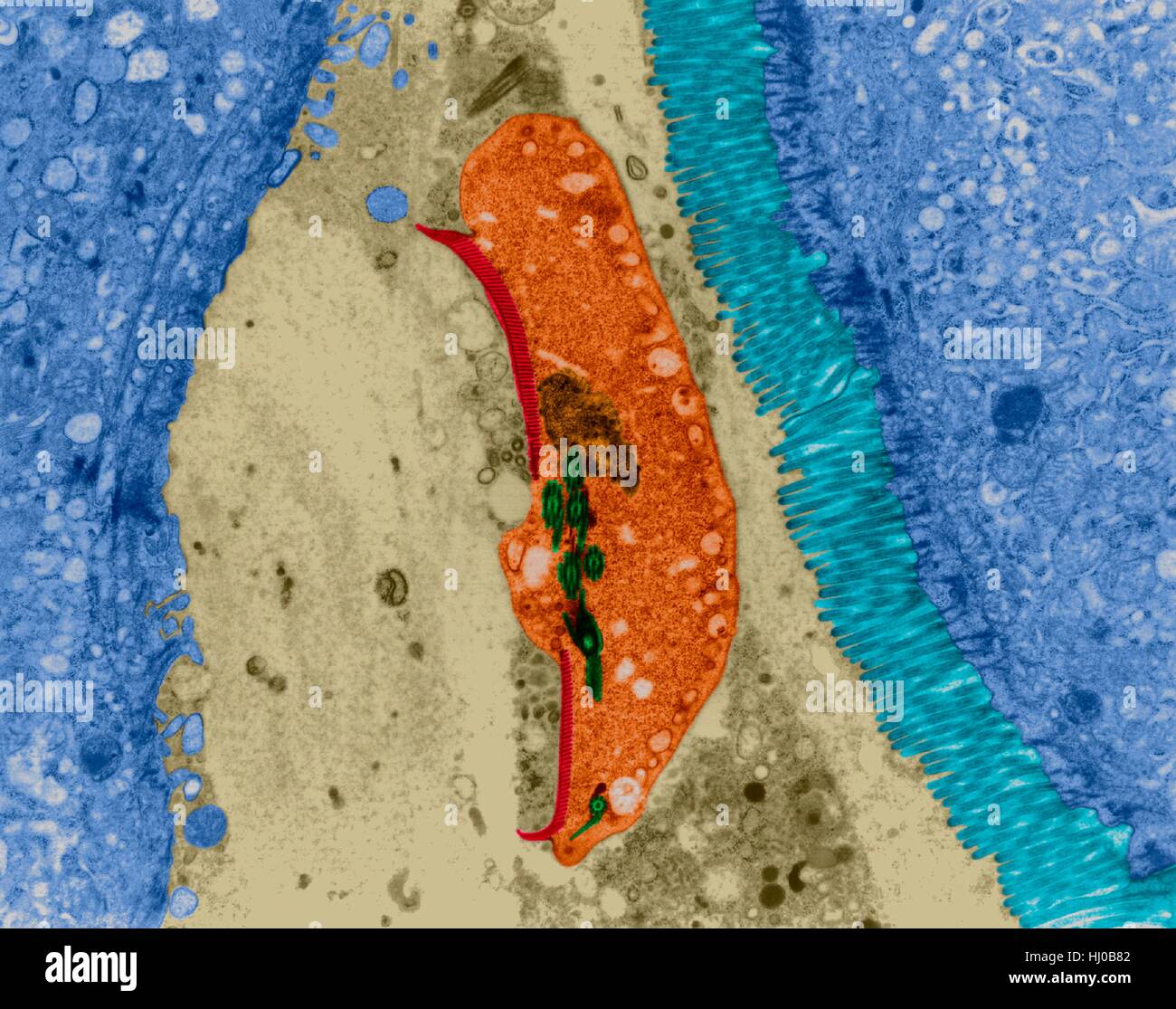 Giardia Lamblia Parasites High Resolution Stock Photography and Images ...