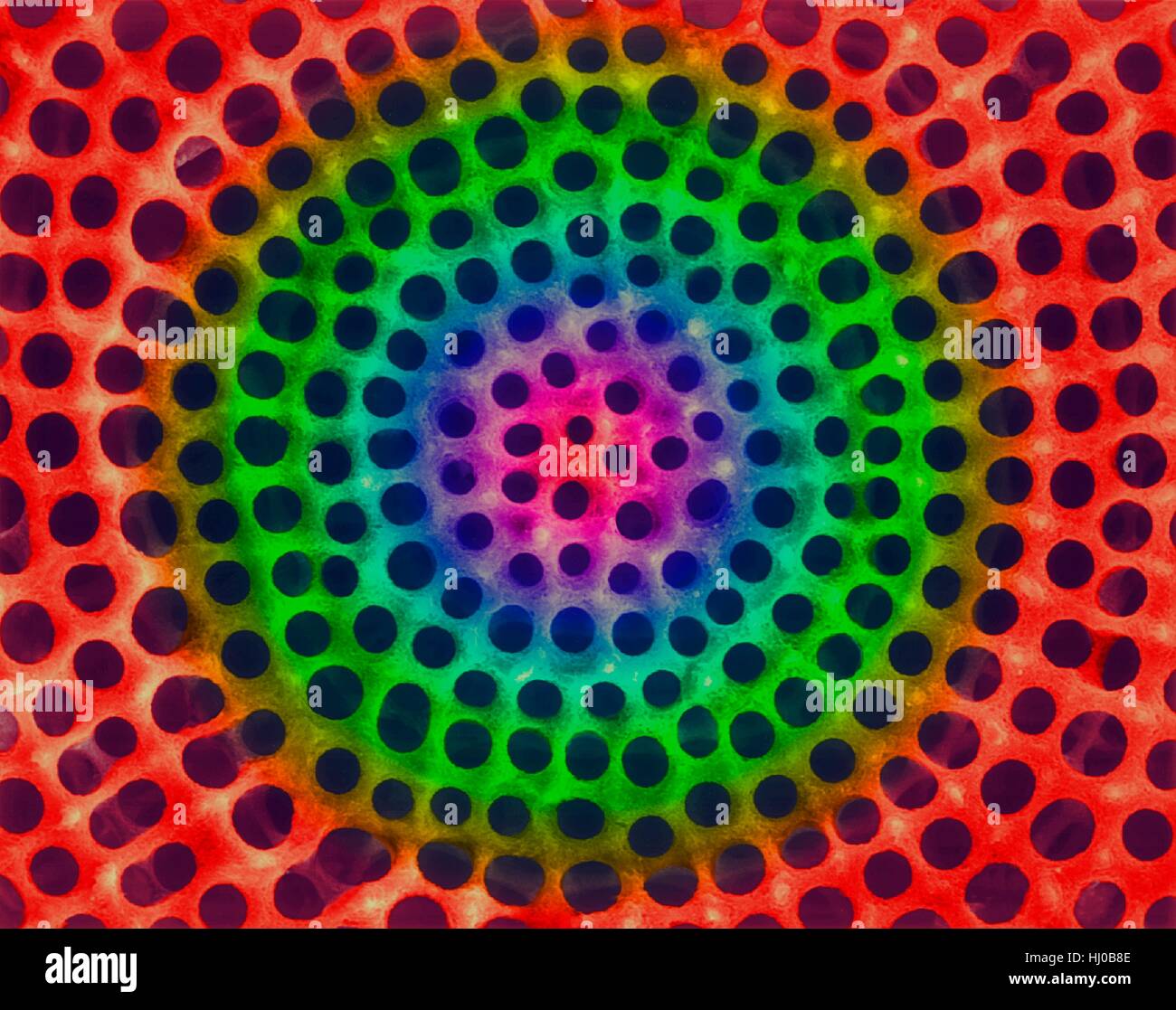 Radiolarians micrograph hi-res stock photography and images - Alamy