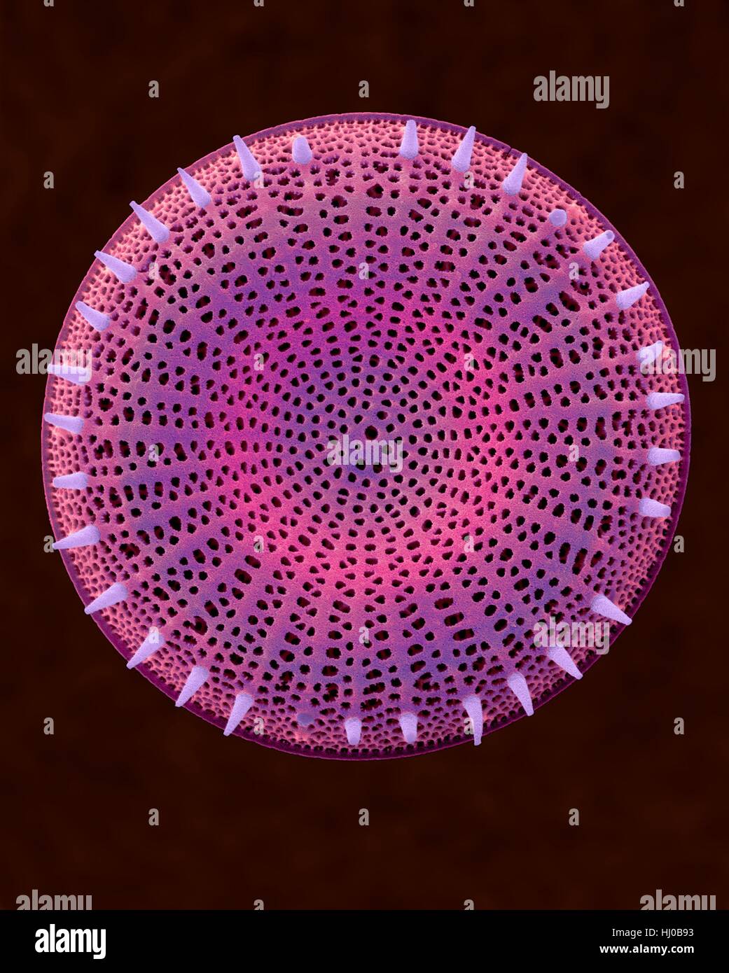 Freshwater diatom High Resolution Stock Photography and Images - Alamy