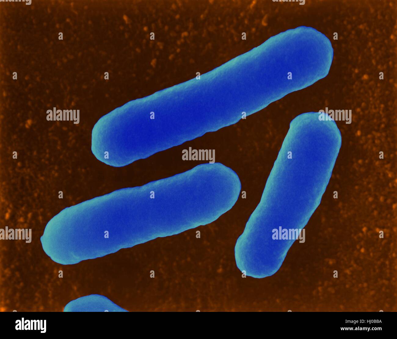 Escherichia Coli Micrograph High Resolution Stock Photography and ...