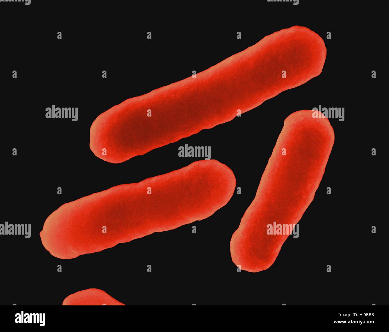 Escherichia coli o157 hi-res stock photography and images - Alamy