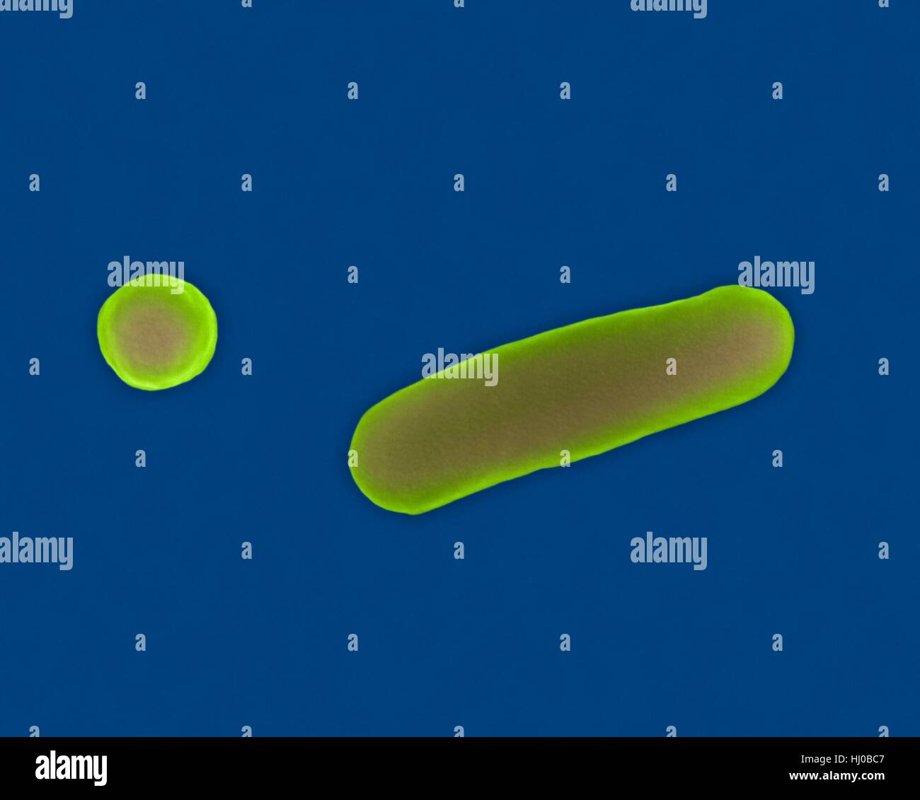 Bacillary dysentery hi-res stock photography and images - Alamy