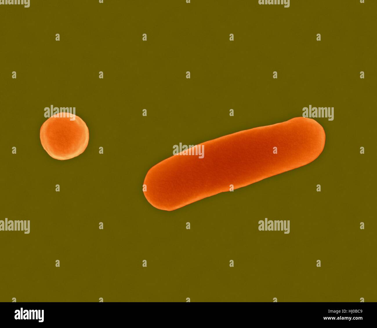 Shigella sem hi-res stock photography and images - Alamy