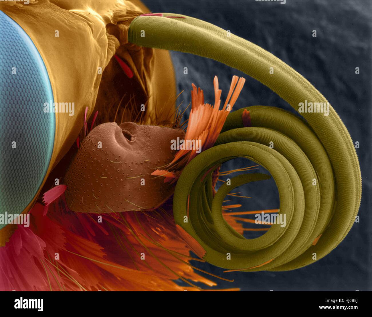Coloured scanning electron micrograph (SEM) of Woodland skipper ...