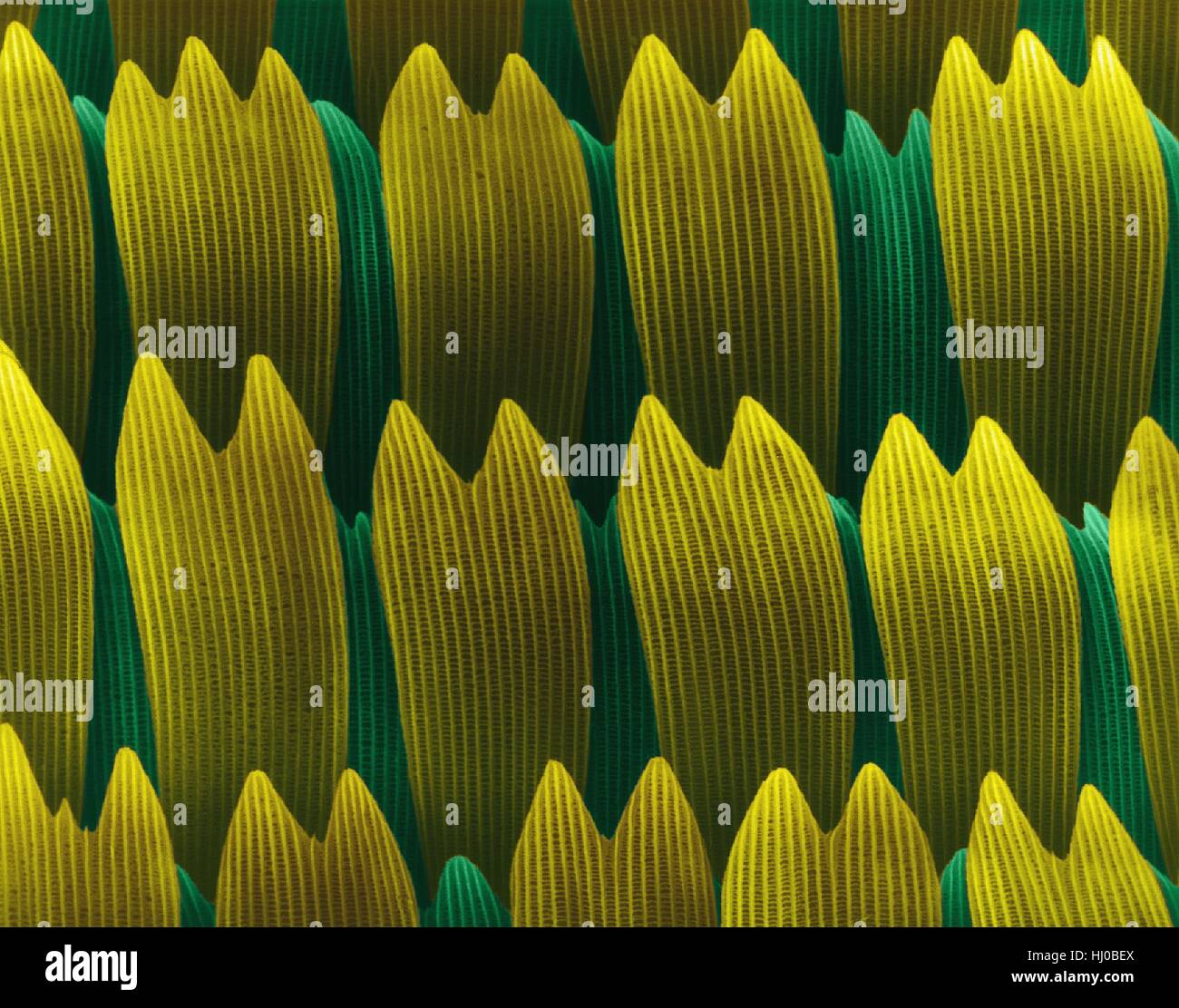 Butterfly wing sem hi-res stock photography and images - Alamy