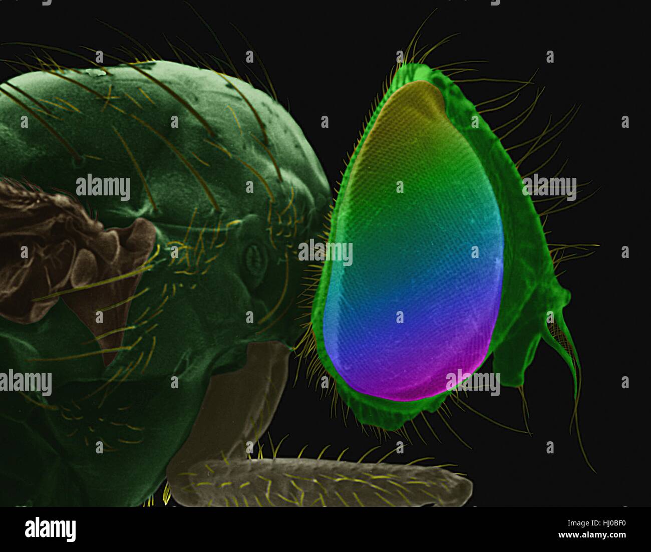Coloured scanning electron micrograph (SEM) of House fly (Musca ...