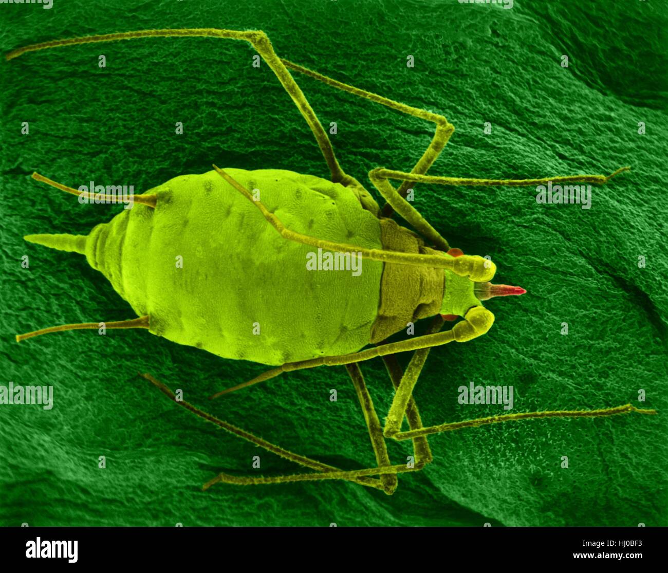 Coloured scanning electron micrograph (SEM) of Aphid mummy ...