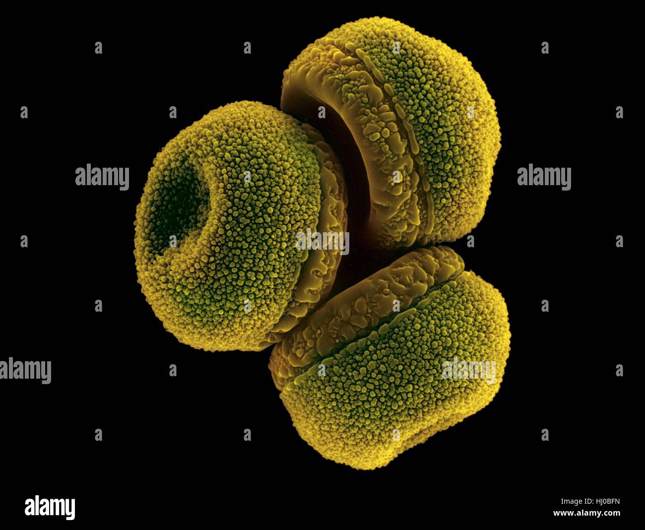 Waterlily pollen (Nymphaea mexicana),coloured scanning electron ...