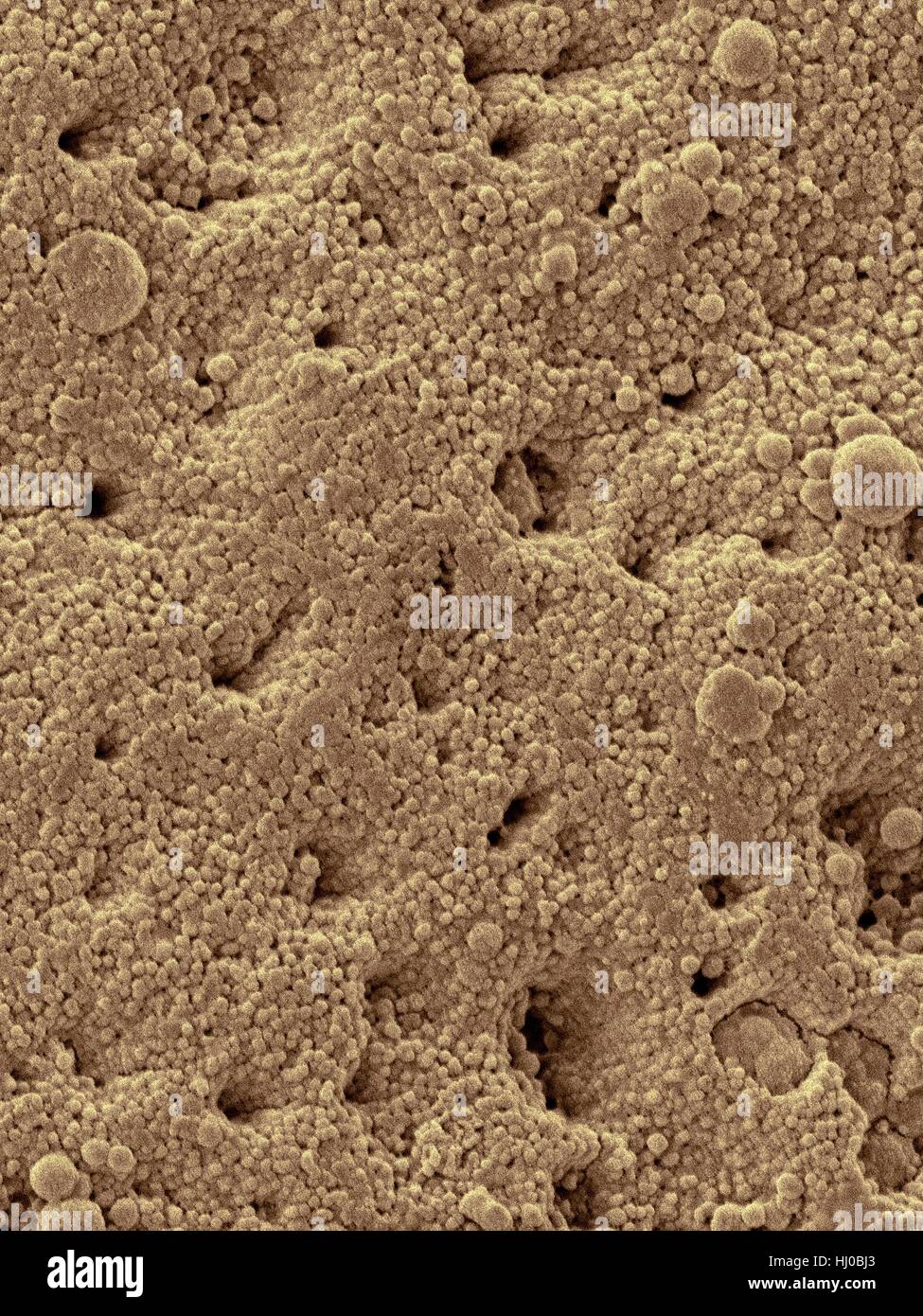 Coloured scanning electron micrograph (SEM) Chicken eggshell surface ...
