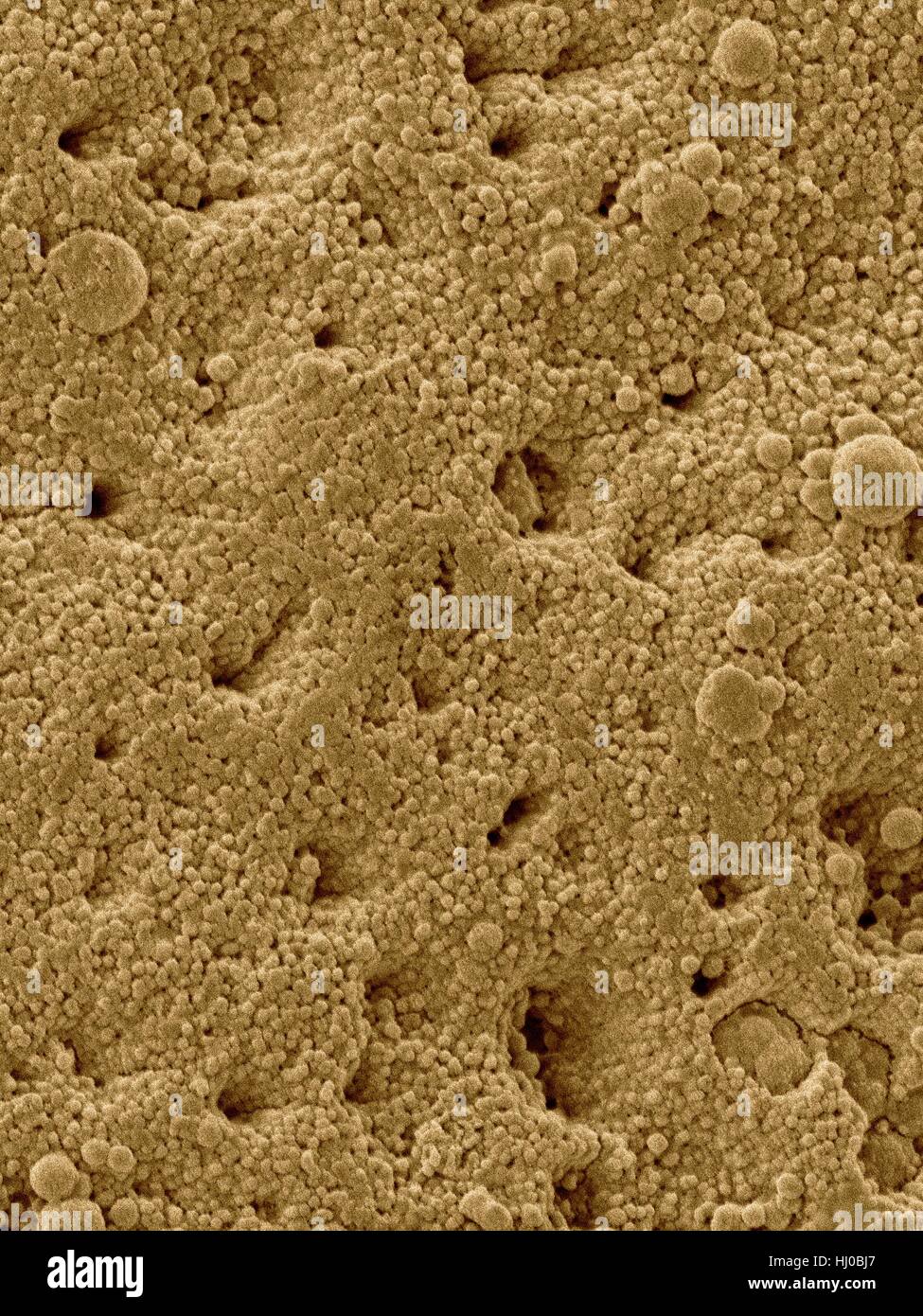 Lattice shell structure hi-res stock photography and images - Alamy