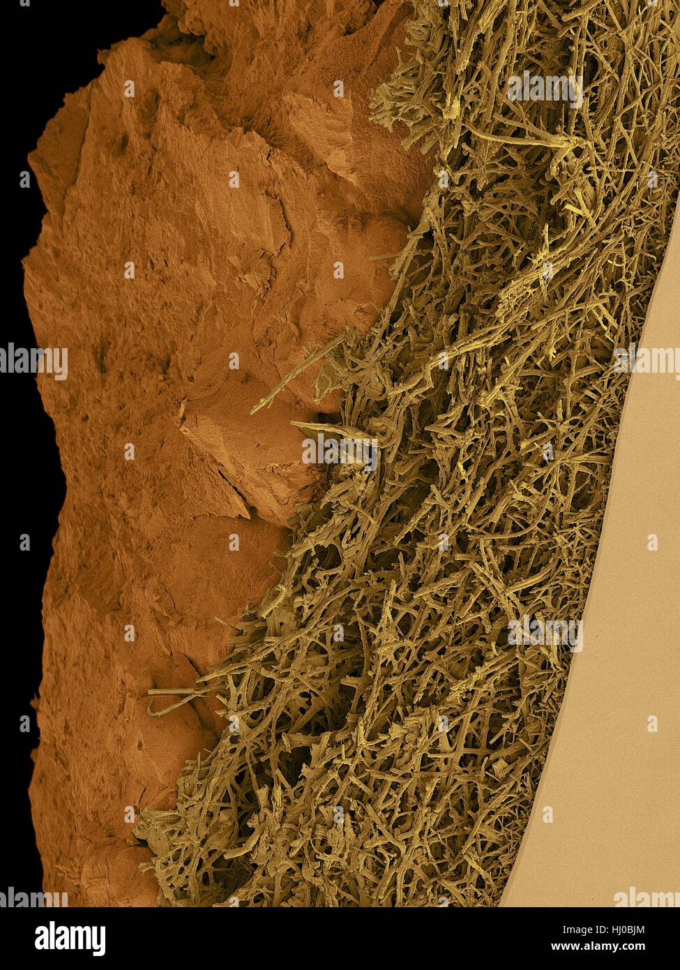 Coloured scanning electron micrograph (SEM) Chicken eggshell cross ...