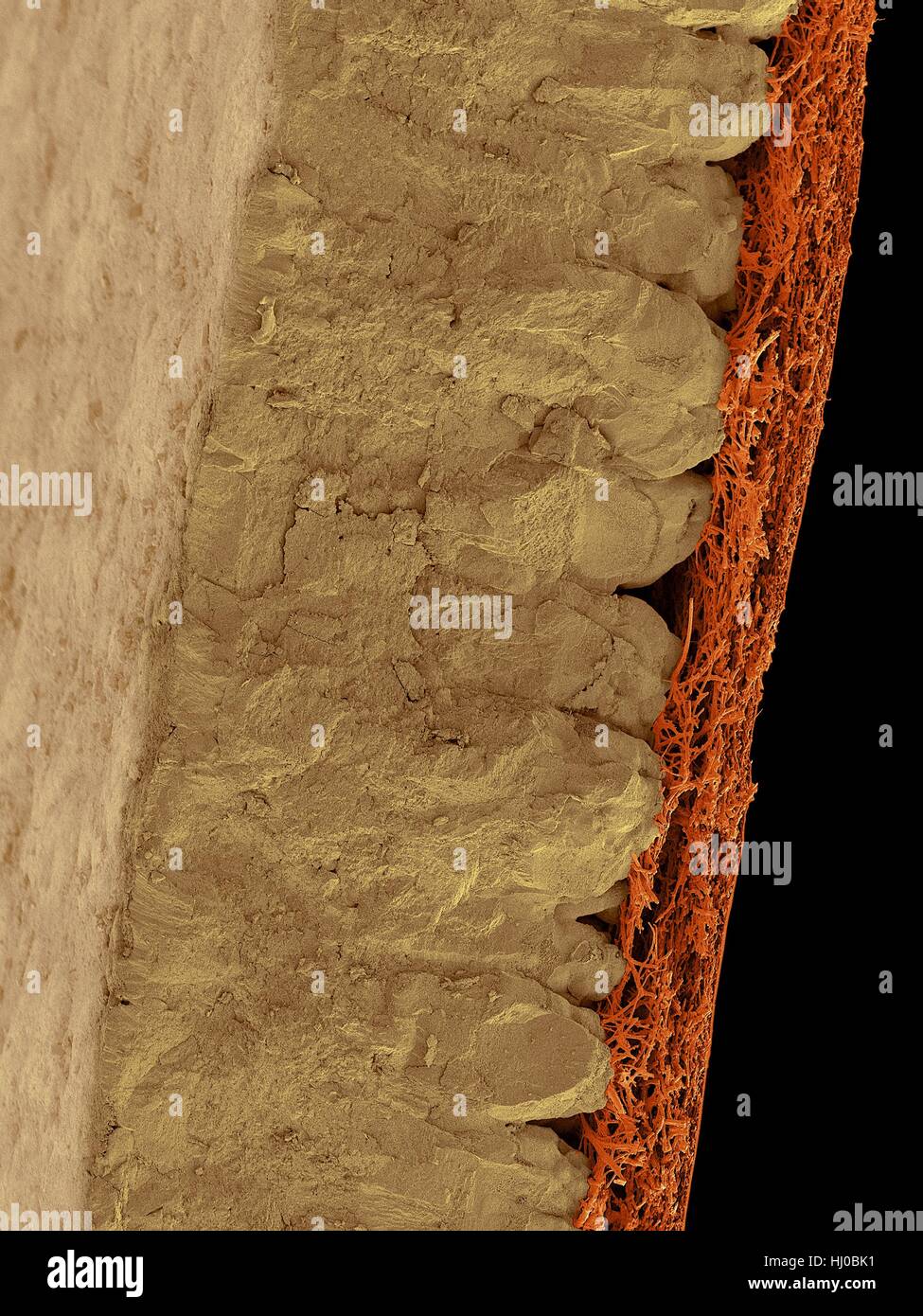 Eggshell membrane hi-res stock photography and images - Alamy