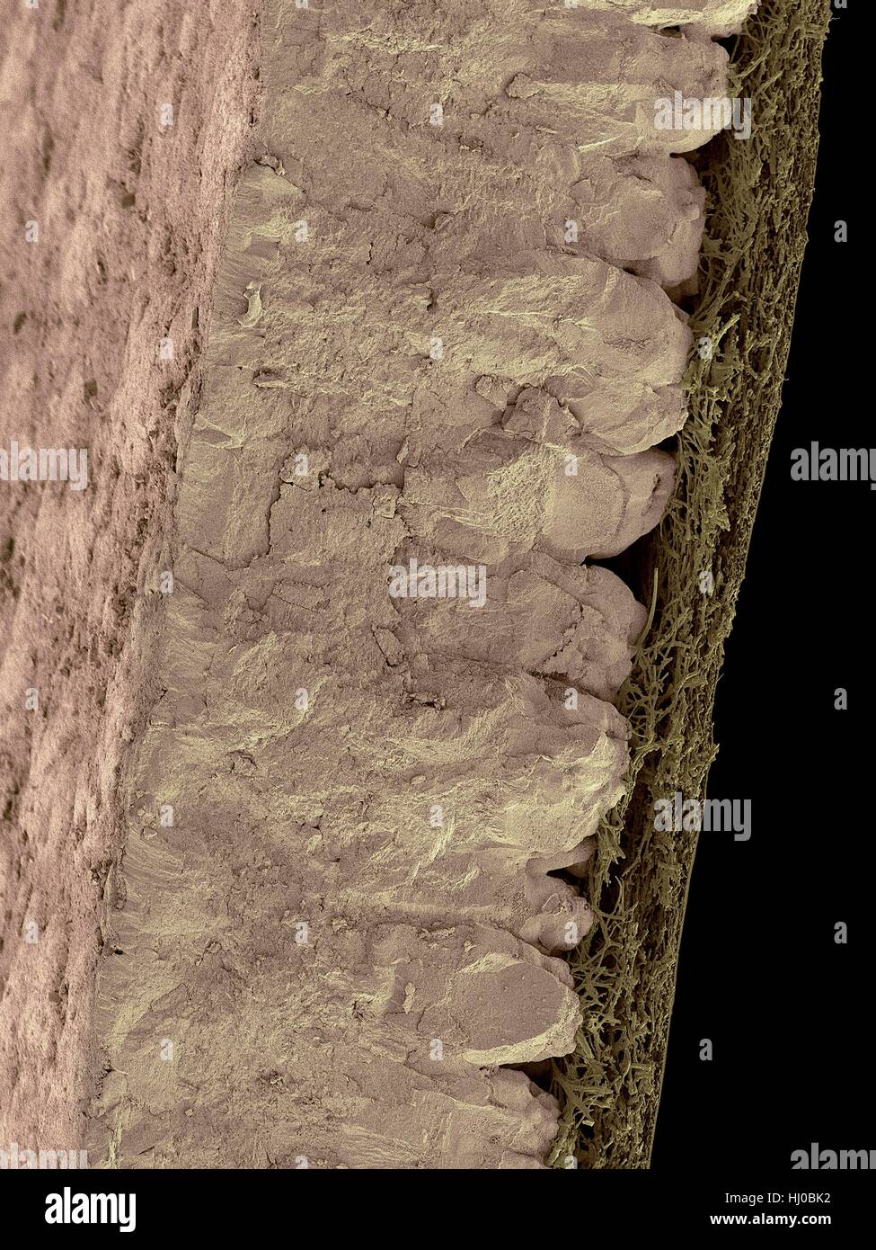 Coloured scanning electron micrograph (SEM) Chicken eggshell cross ...