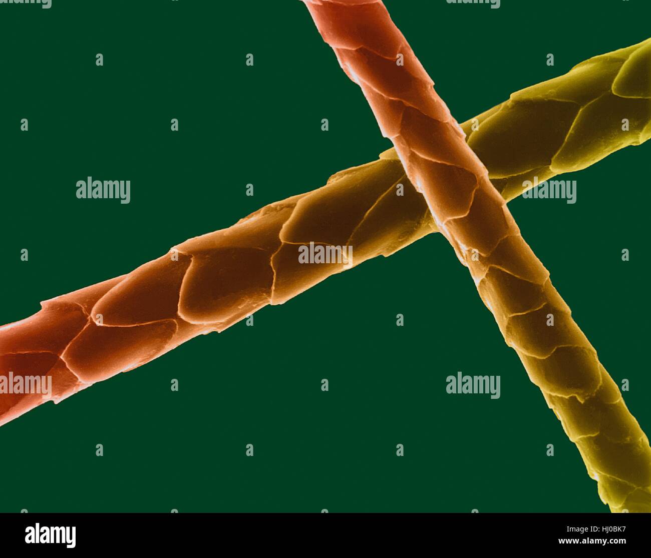 Coloured scanning electron micrograph (SEM) Cat hair (Felis silvestris ...