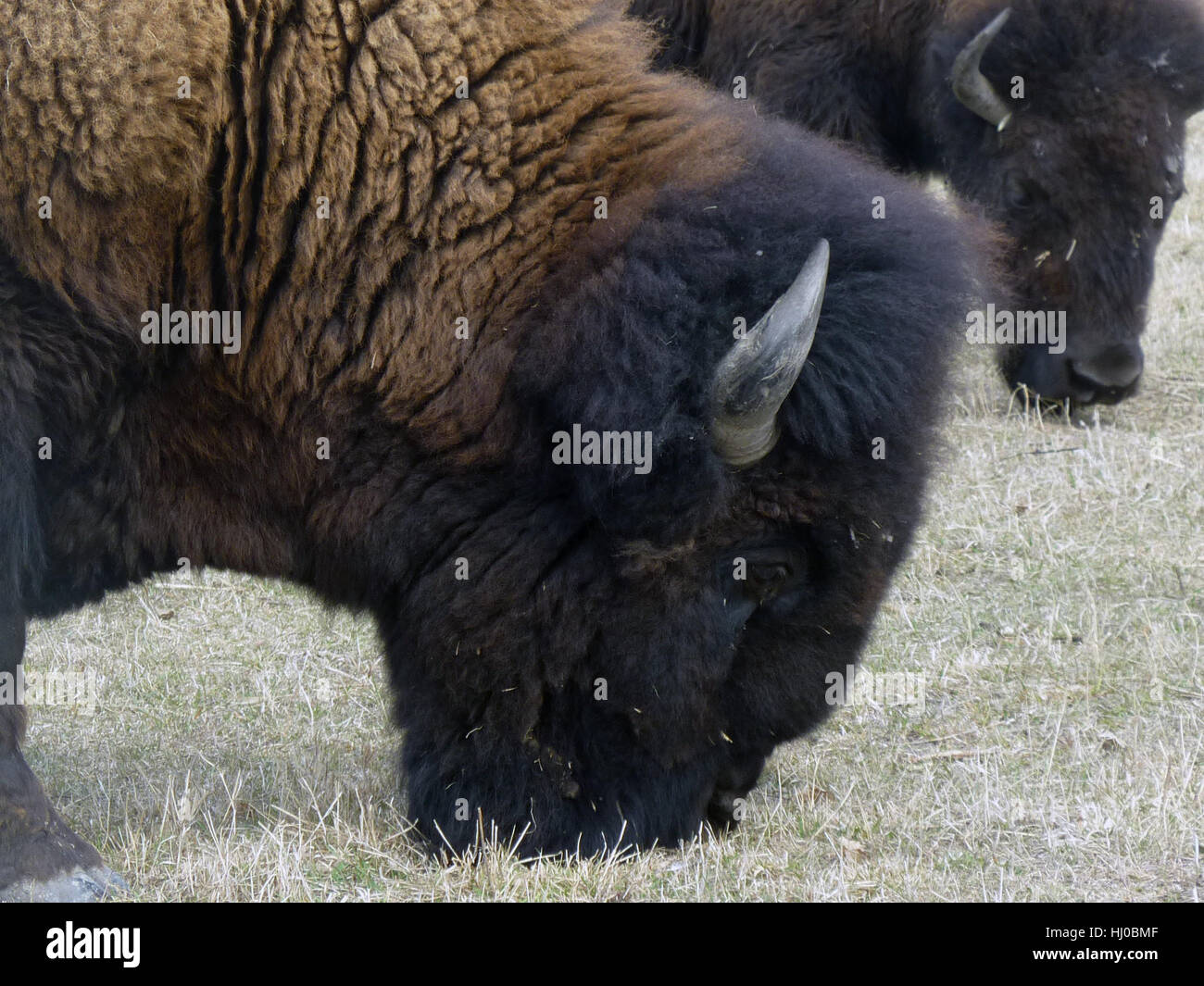 Manitoba bison grass hi-res stock photography and images - Alamy