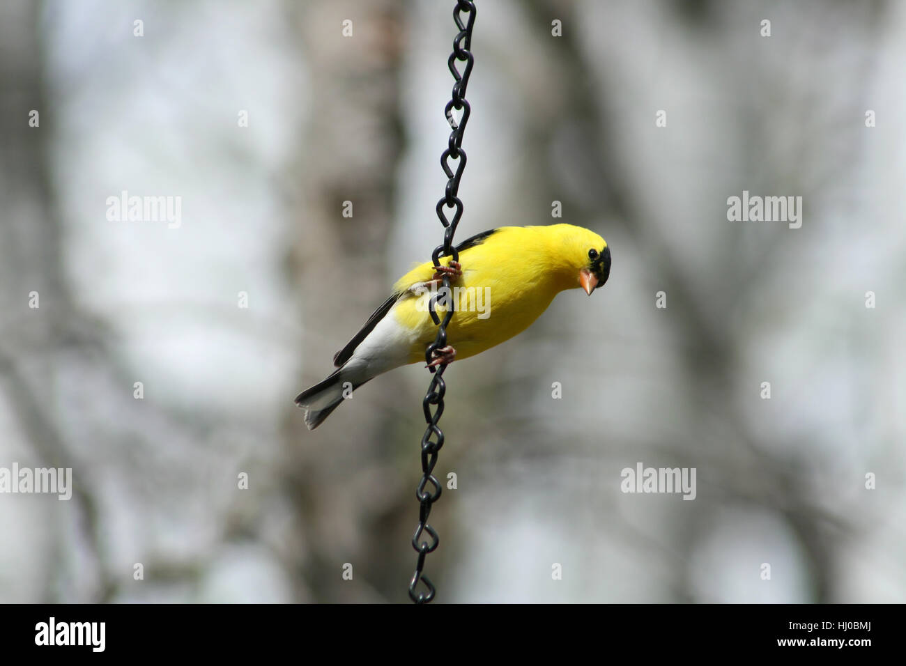 bird, spring, bouncing, bounces, hop, skipping, frisks, jumping, jump ...
