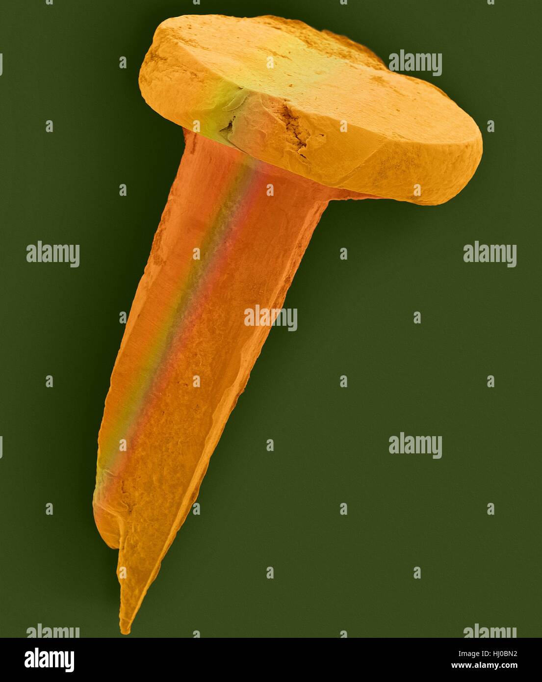 Coloured scanning electron micrograph (SEM) of Tack nail.Tacking nails ...