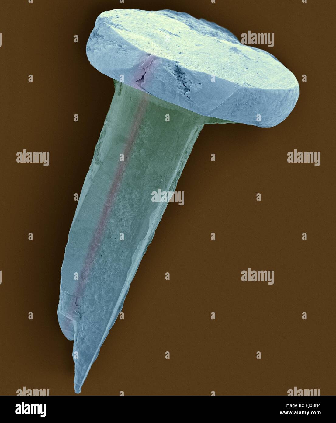 Coloured scanning electron micrograph (SEM) of Tack nail.Tacking nails ...