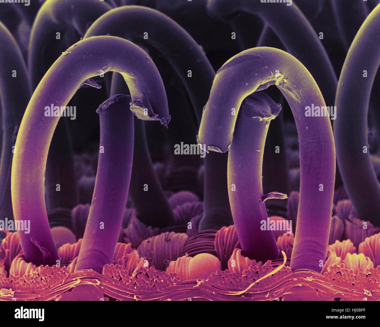 Coloured Scanning Electron Micrograph Sem Of Hooks From Hooks Loops Fastenera Two Sheet