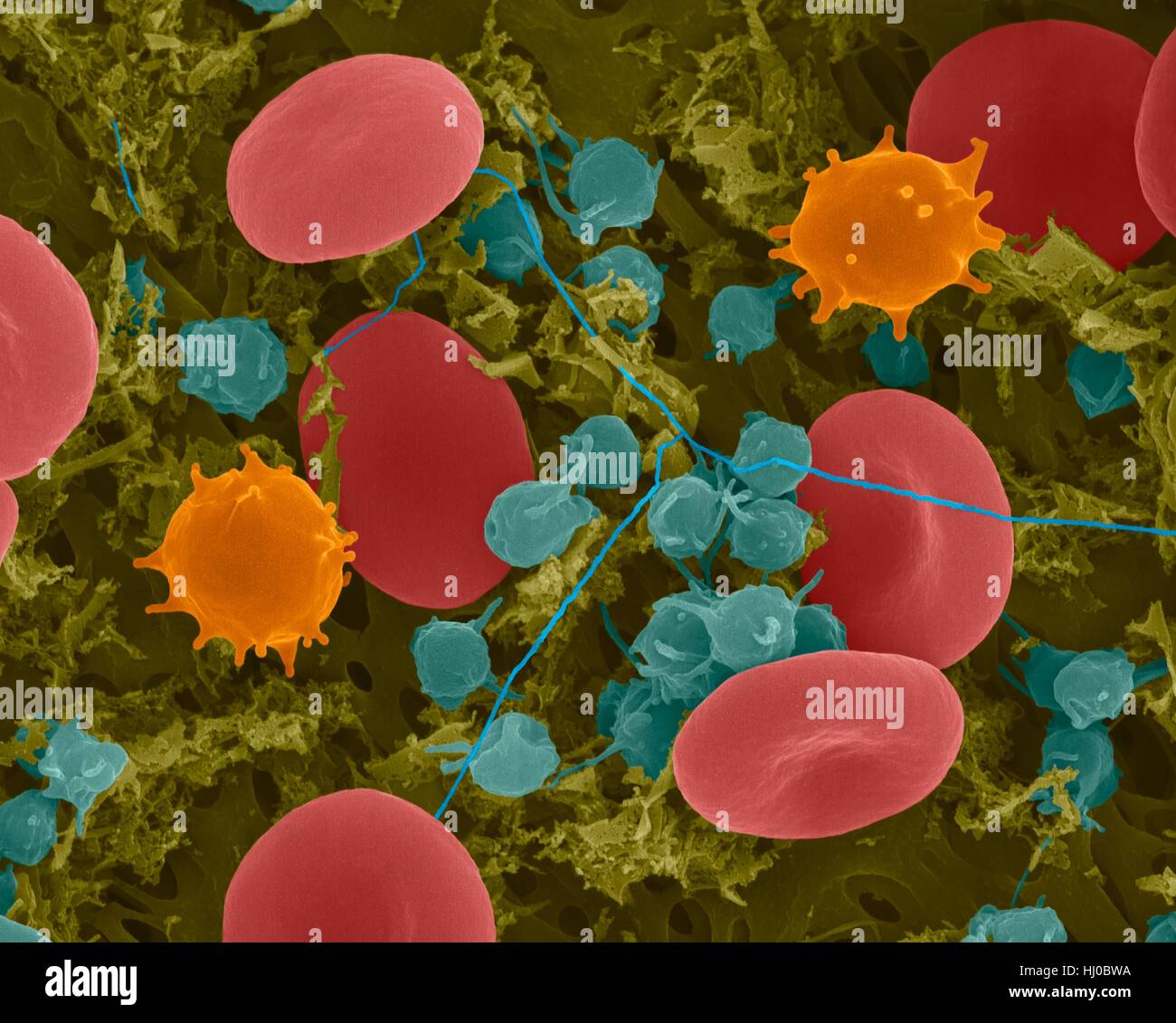 Sem red blood cells human hi-res stock photography and images - Alamy