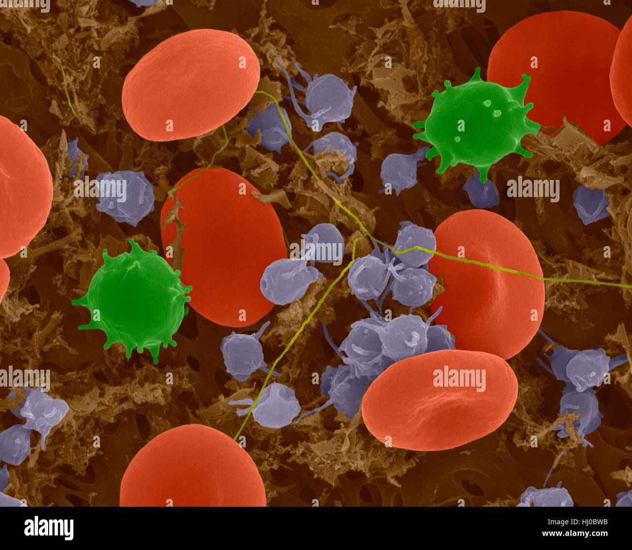 Sem red blood cells human hi-res stock photography and images - Alamy