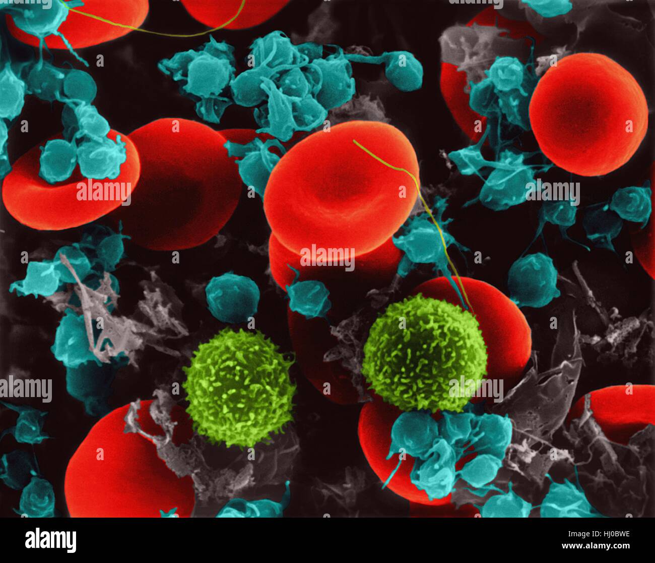 Sem red blood cells human hi-res stock photography and images - Alamy
