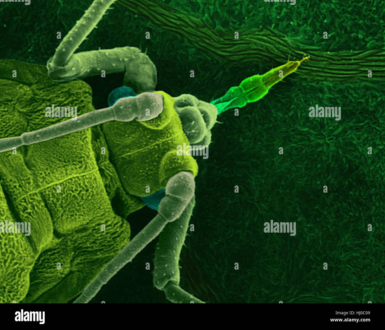 Plant virus sem hi-res stock photography and images - Alamy