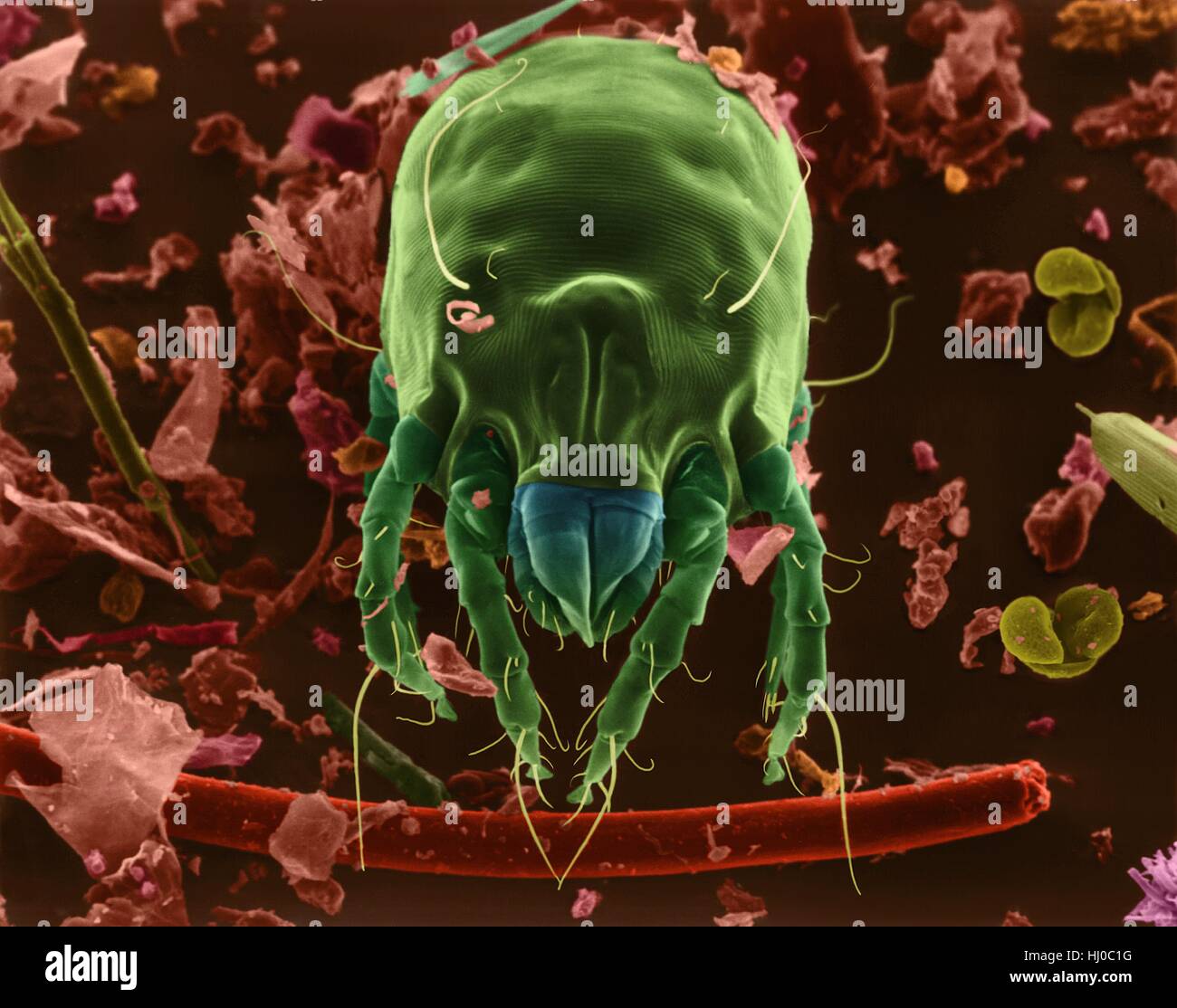 Dermatophagoides pteronyssinus hi-res stock photography and images - Alamy