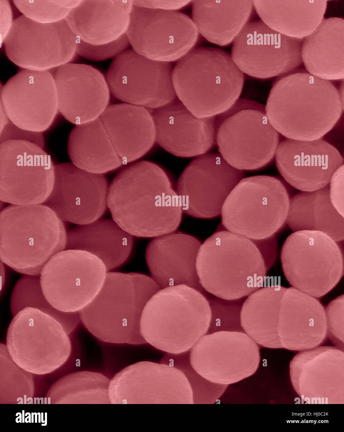 Gram Negative Staphylococci