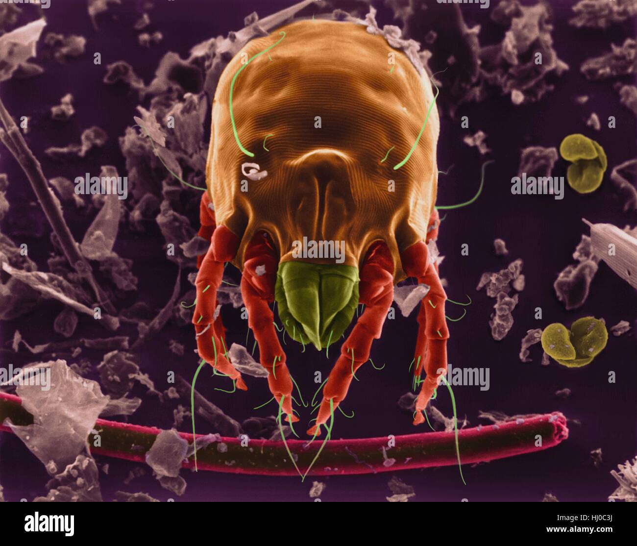Coloured scanning electron micrograph (SEM) of Dust mite ...