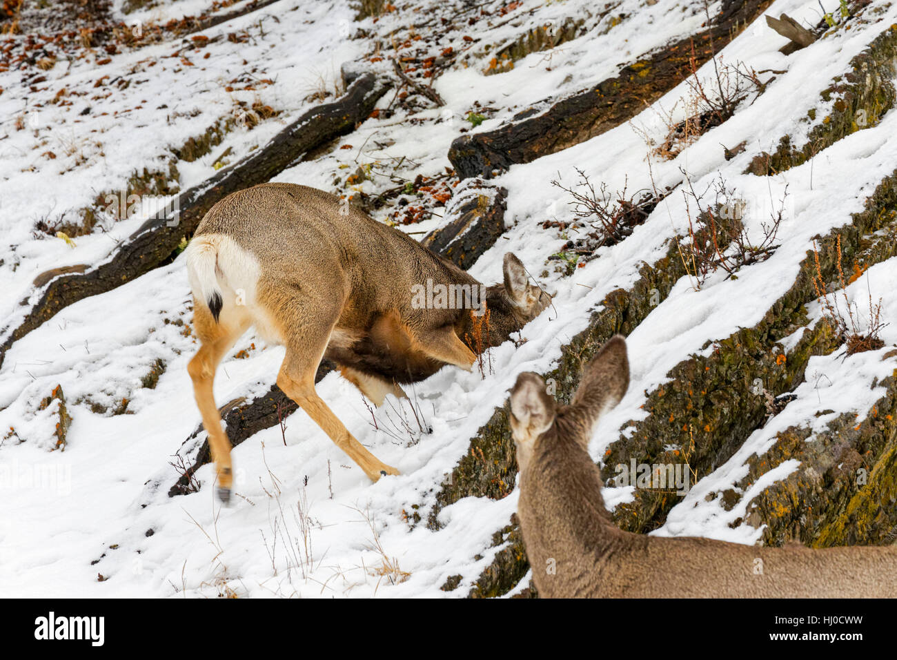 Slips on ice in snow hi-res stock photography and images - Alamy