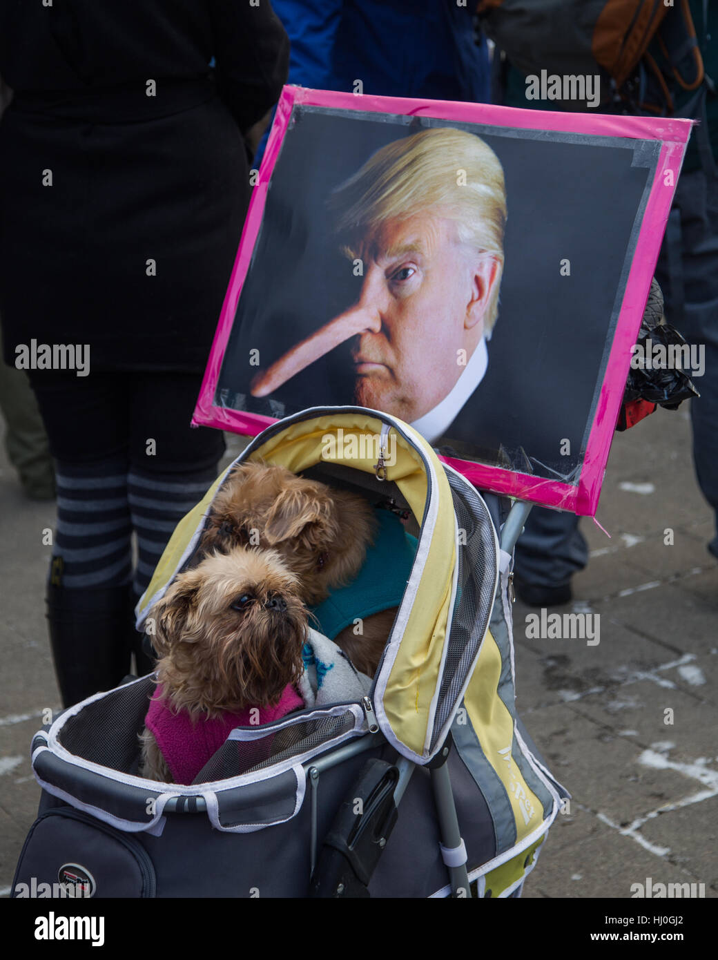 Two dogs at protest hi-res stock photography and images - Alamy