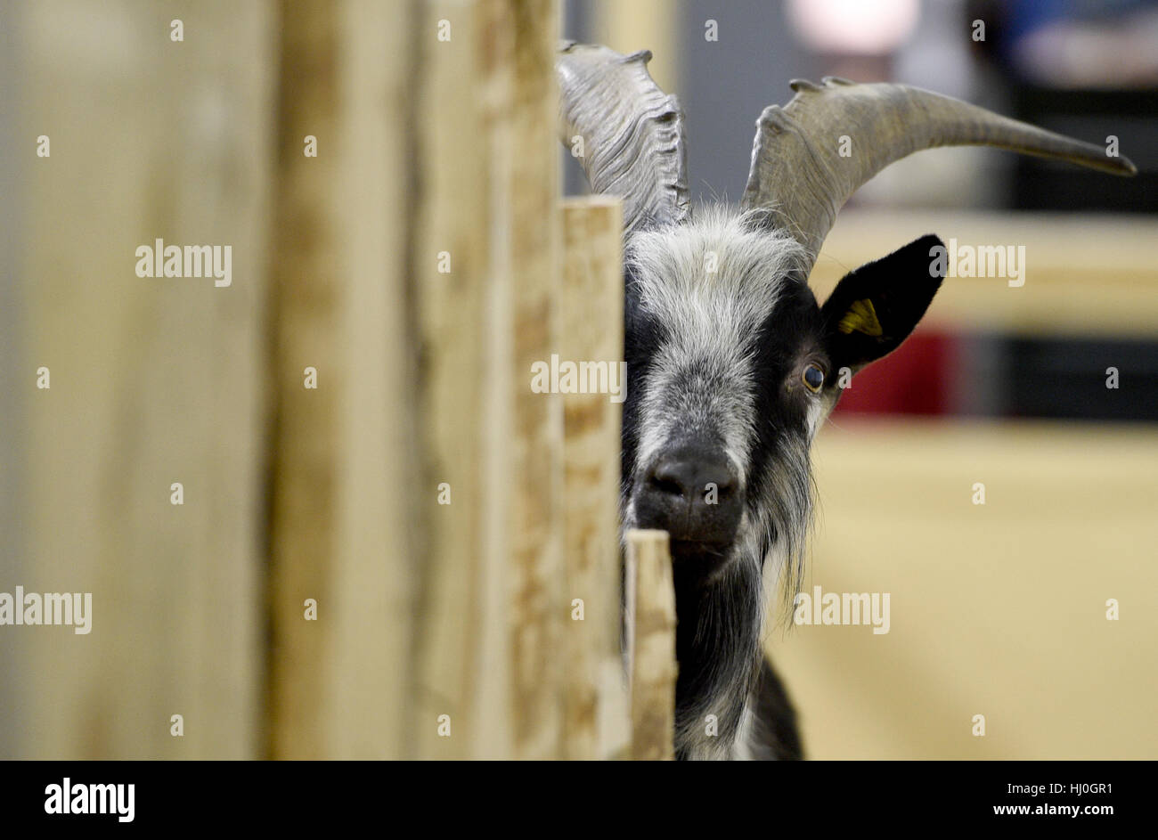 Peacock goat hi-res stock photography and images - Alamy