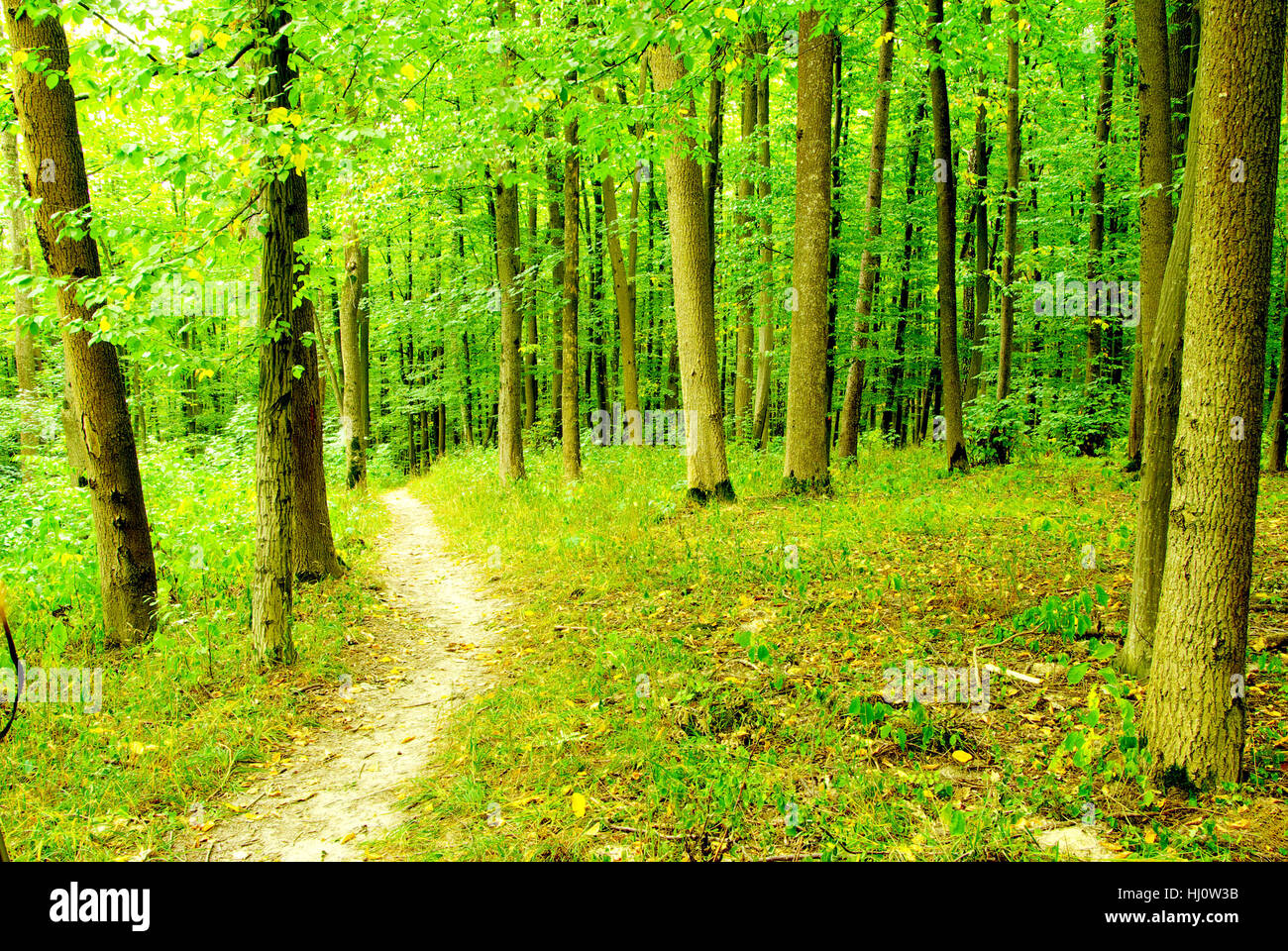 summer, summerly, sunrise, soft, woods, sunbeam, warm, morning, misty ...